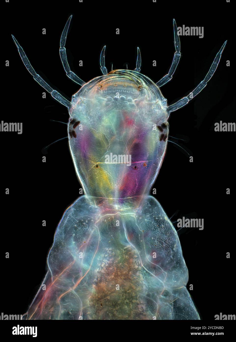 Polarised light micrograph of the larval stage of the great diving ...