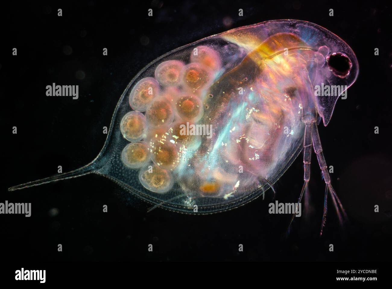 Darkfield and polarised light micrograph of a Daphnia small freshwater ...