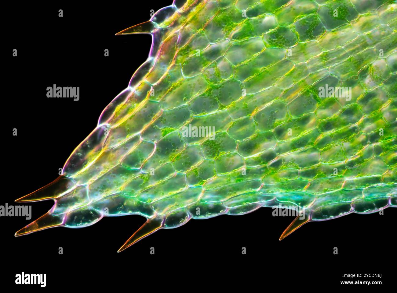 Canadian pondweed (Elodea canadensis), light micrograph Stock Photo - Alamy