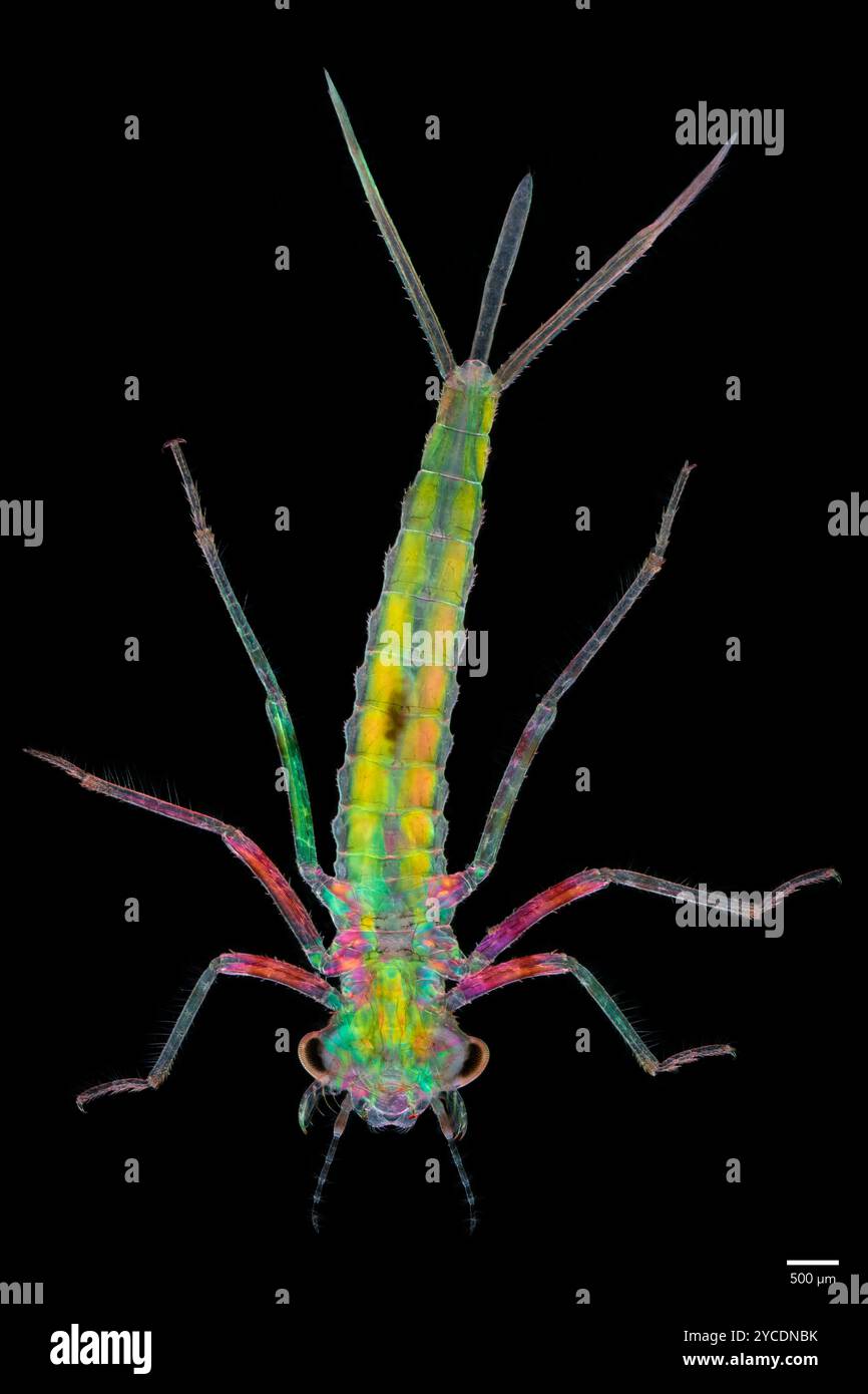 Darkfield and polarised light micrograph of the nymph (aquatic larval ...