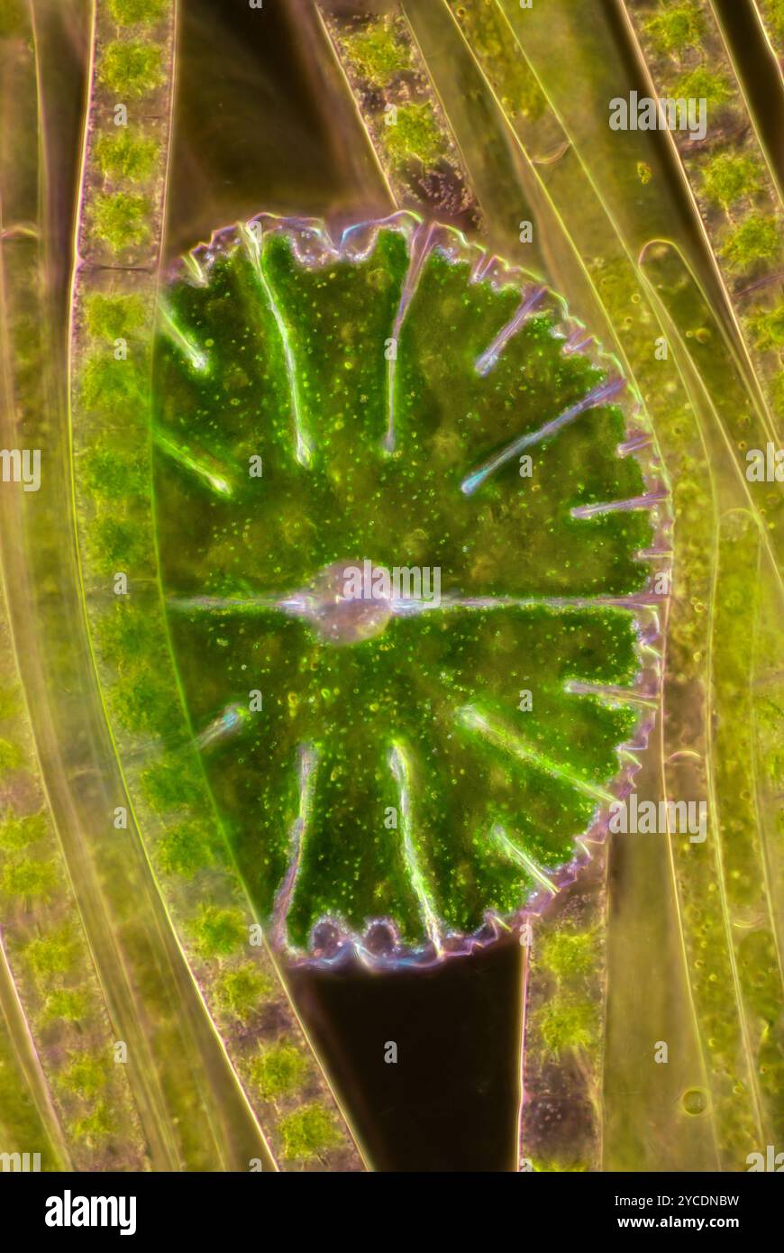 Phase contrast and polarised light micrograph of a Micrasterias desmid ...