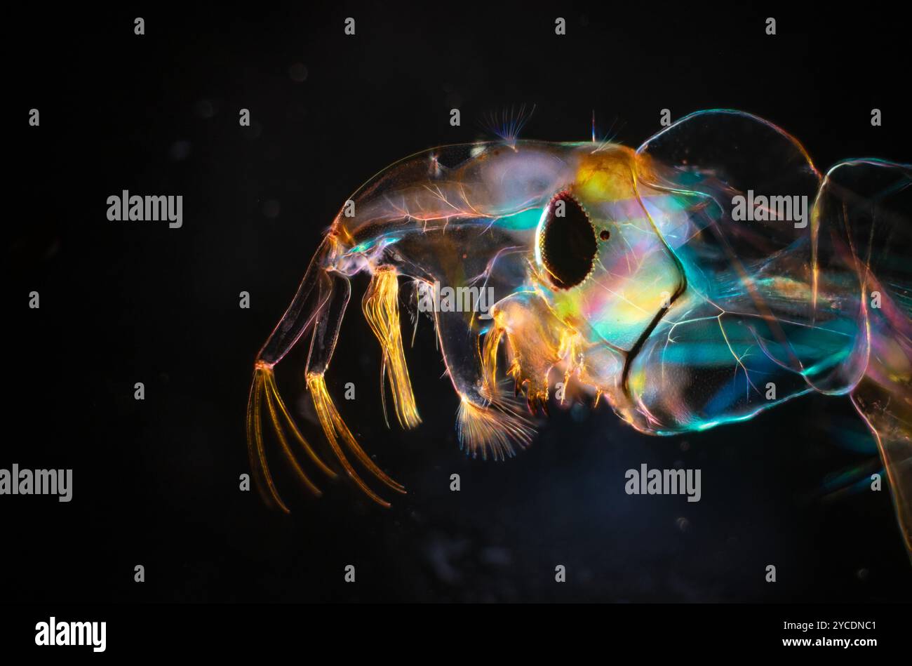 Phantom midge larva, light micrograph Stock Photo - Alamy