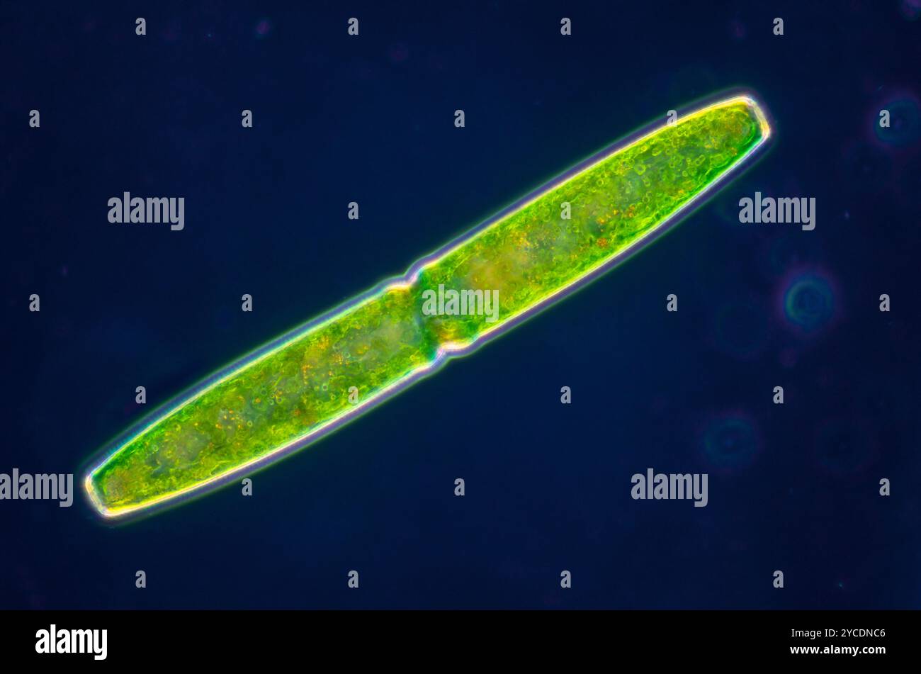 Polarised light micrograph of a Pleurotaenium sp. desmid, a unicellular ...