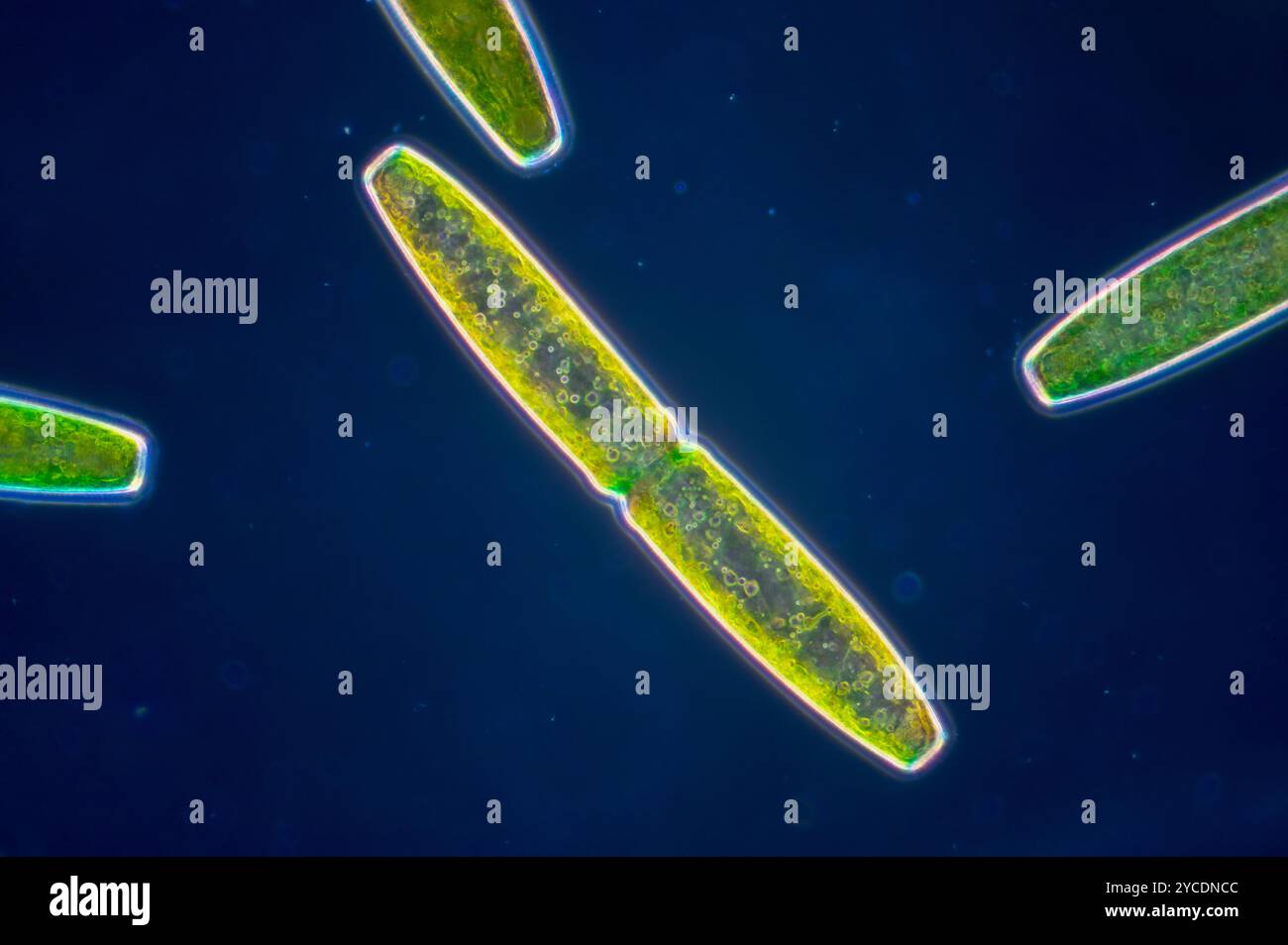Polarised light micrograph of a Pleurotaenium sp. desmid, a unicellular ...