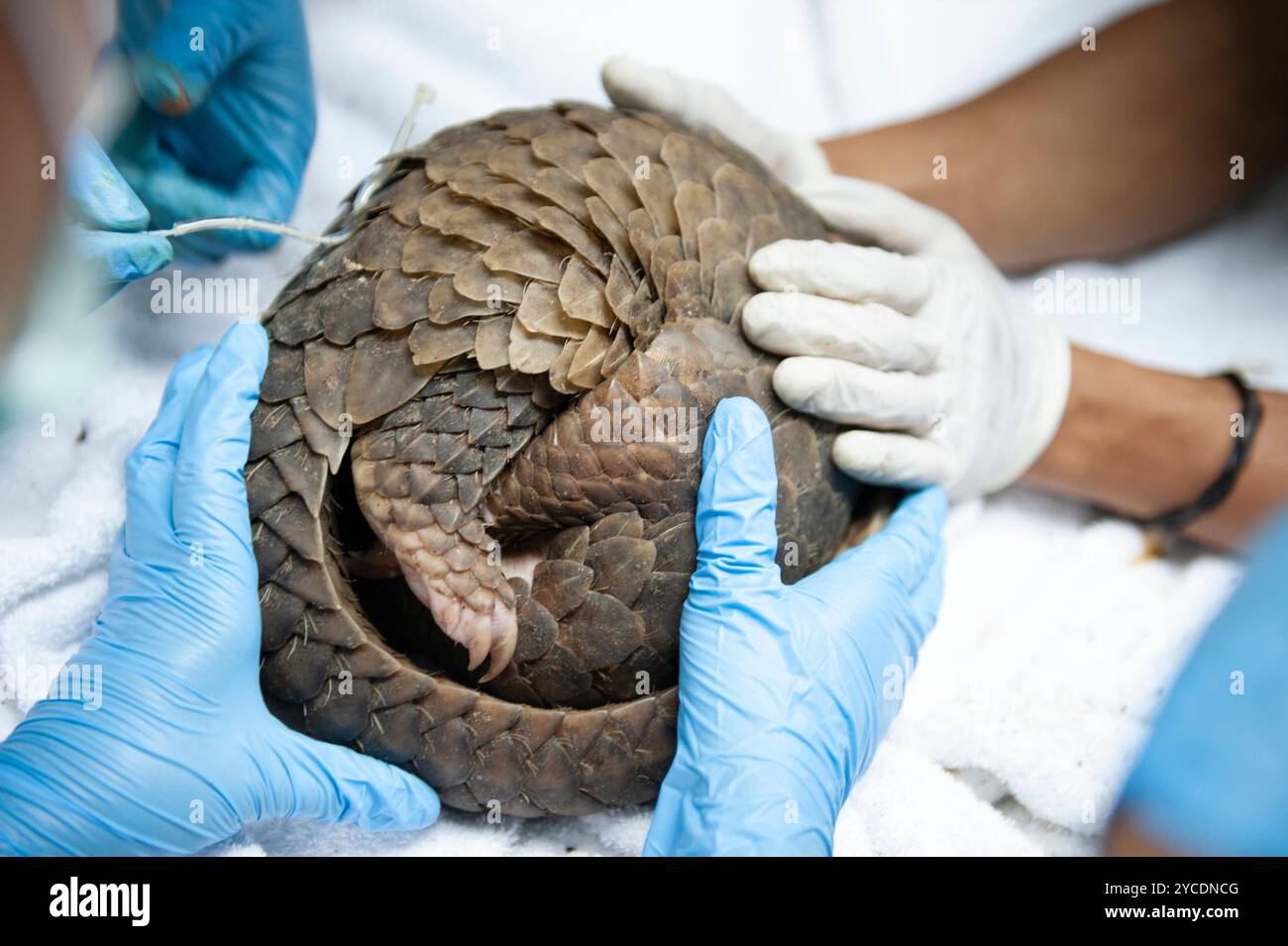 Scientists holding curled Sunda pangolin (Manis javanica) while ...
