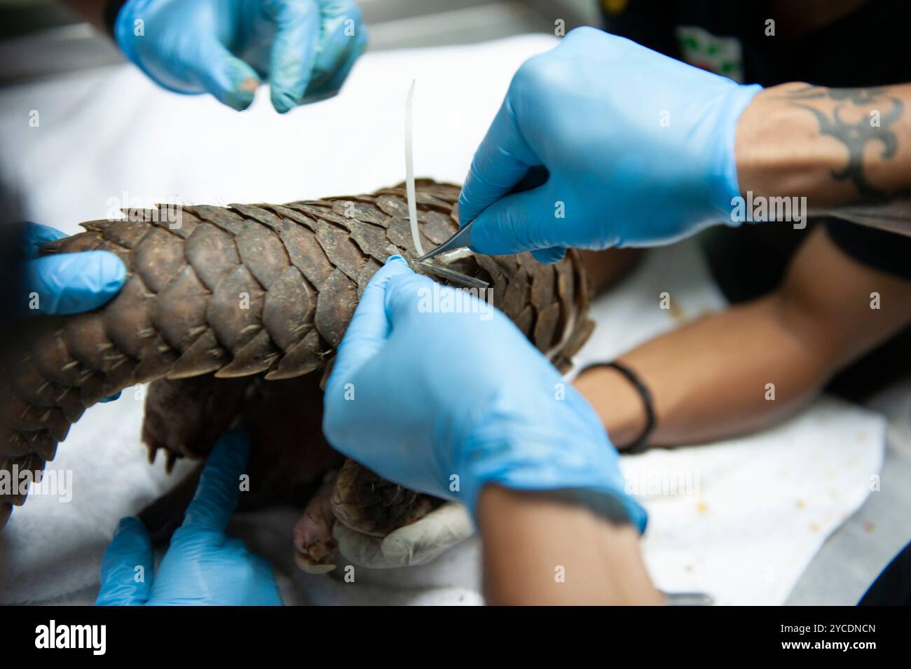 Scientists attaching a tracking device on Sunda pangolin (Manis ...