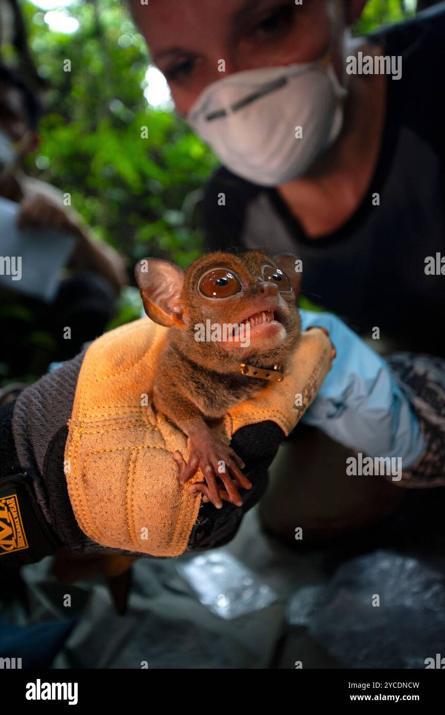 Scientist checking on captured Horsfield's tarsier (Cephalopachus ...
