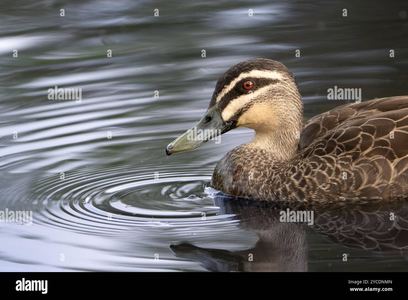 Pacific Black Duck, Royal Botanical Gardens in Melbourne, Vitoria Stock ...