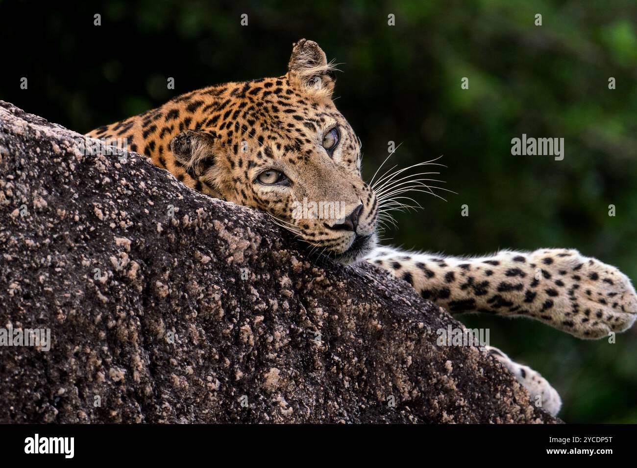 Sri lankan leopardimages hi-res stock photography and images - Alamy
