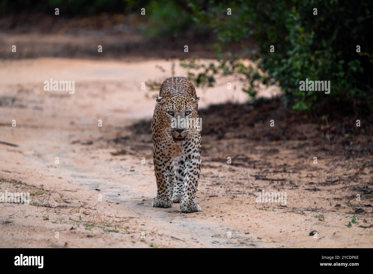 Sri lankan leopardimages hi-res stock photography and images - Alamy