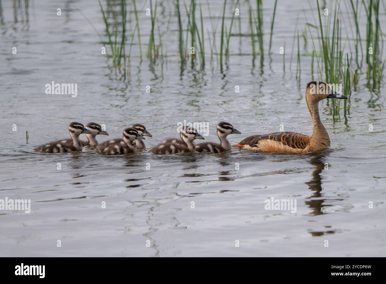 Ducks in a row Stock Photo - Alamy