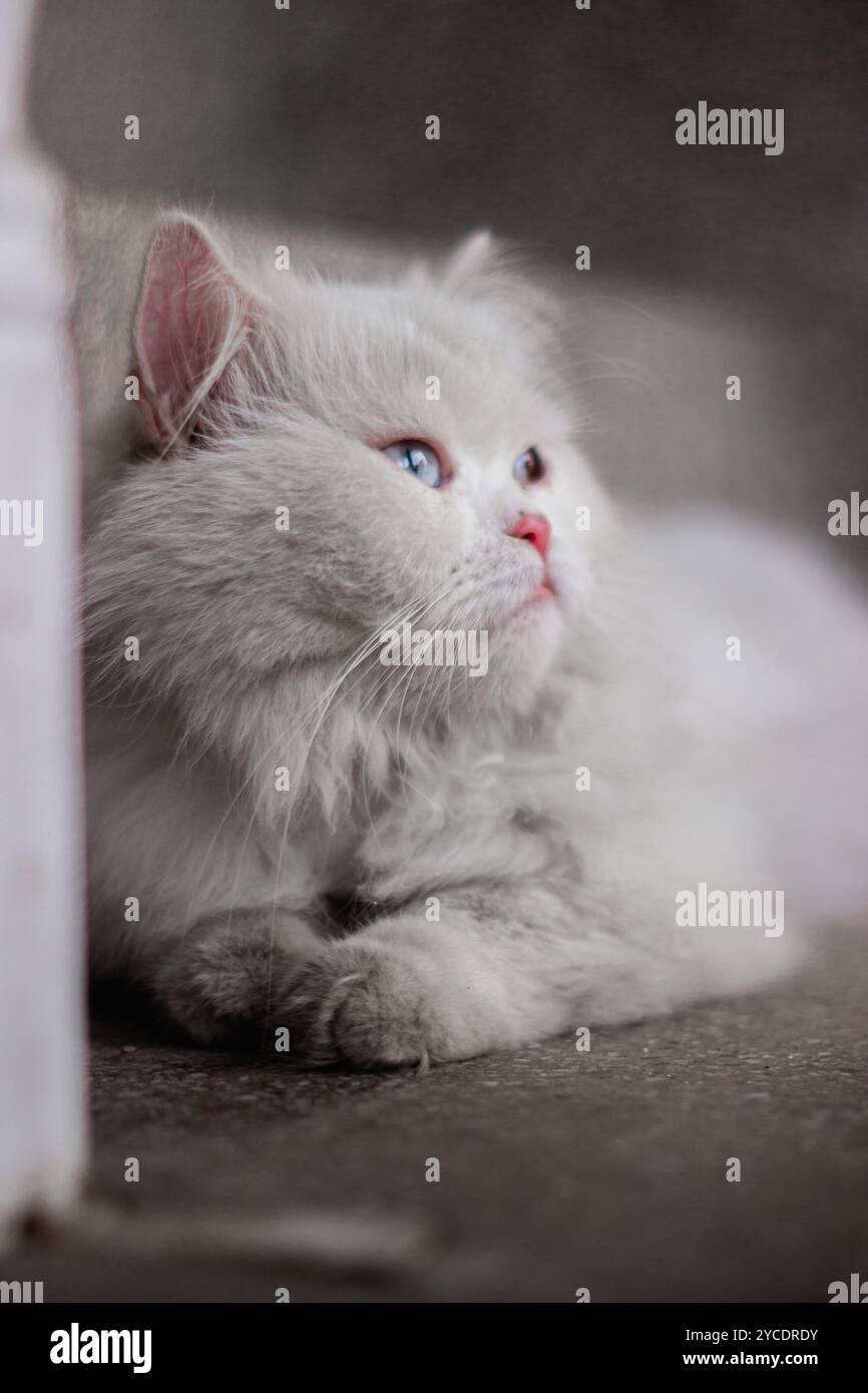 Meet my beautiful fluffy Persian cat, a white furball of elegance and ...