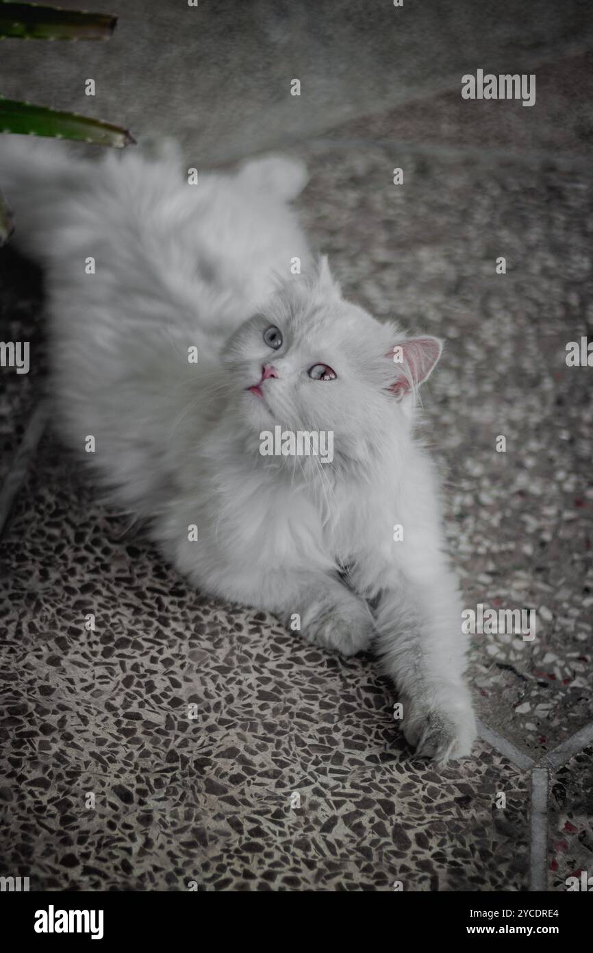 Meet my beautiful fluffy Persian cat, a white furball of elegance and ...