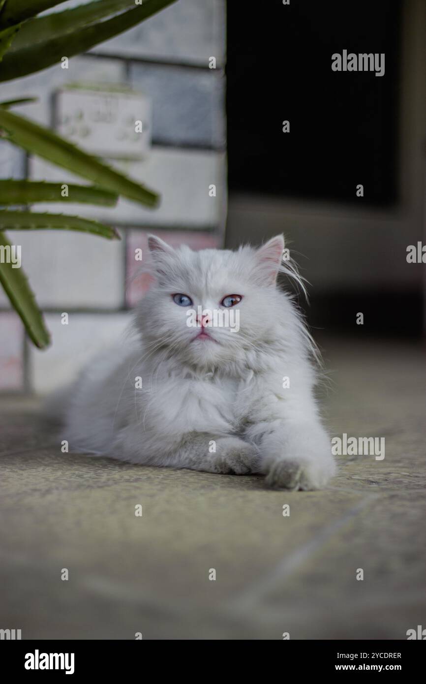 Meet my beautiful fluffy Persian cat, a white furball of elegance and ...