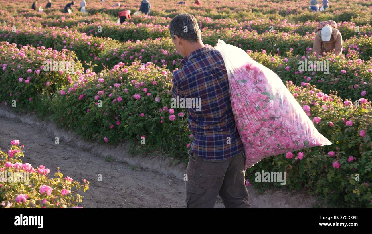 Damask Rose cultivation and harvesting. Cosmetics and perfume industry ...