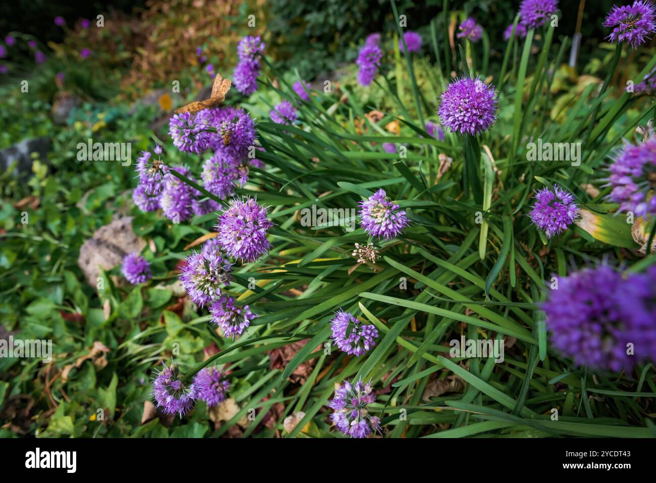 Allium senescens, commonly known as German garlic or mountain garlic ...