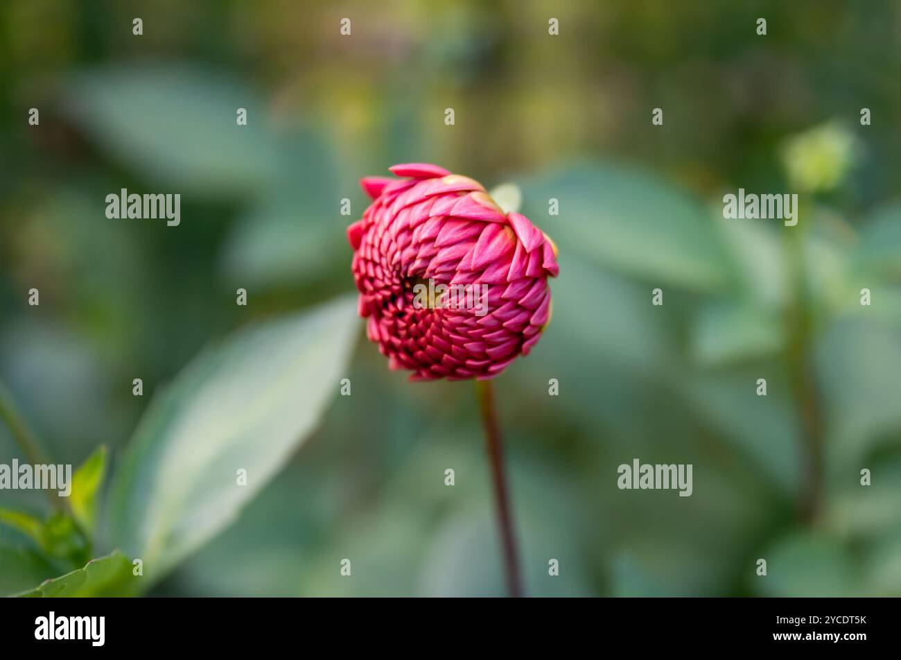 Red dahlia flower on green background. Russian Far East Stock Photo - Alamy