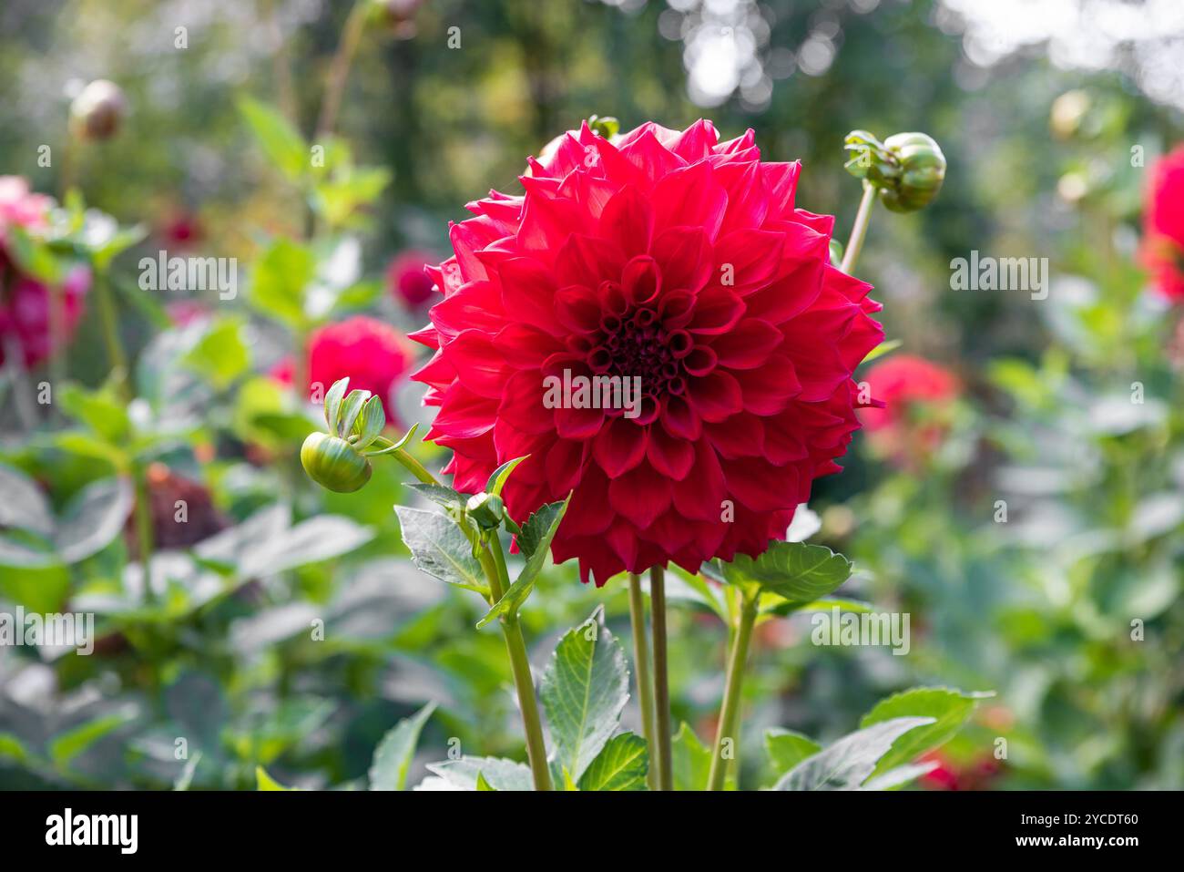 Red dahlia flower on green background. Russian Far East Stock Photo - Alamy