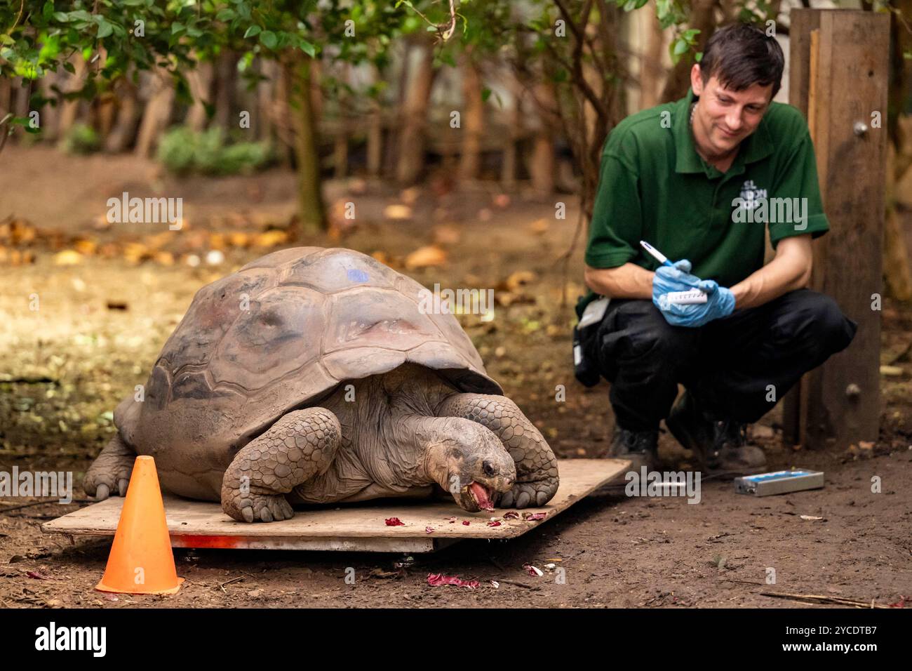 Beijing, Britain. 21st Oct, 2024. A zookeeper weighs a Galapagos giant ...