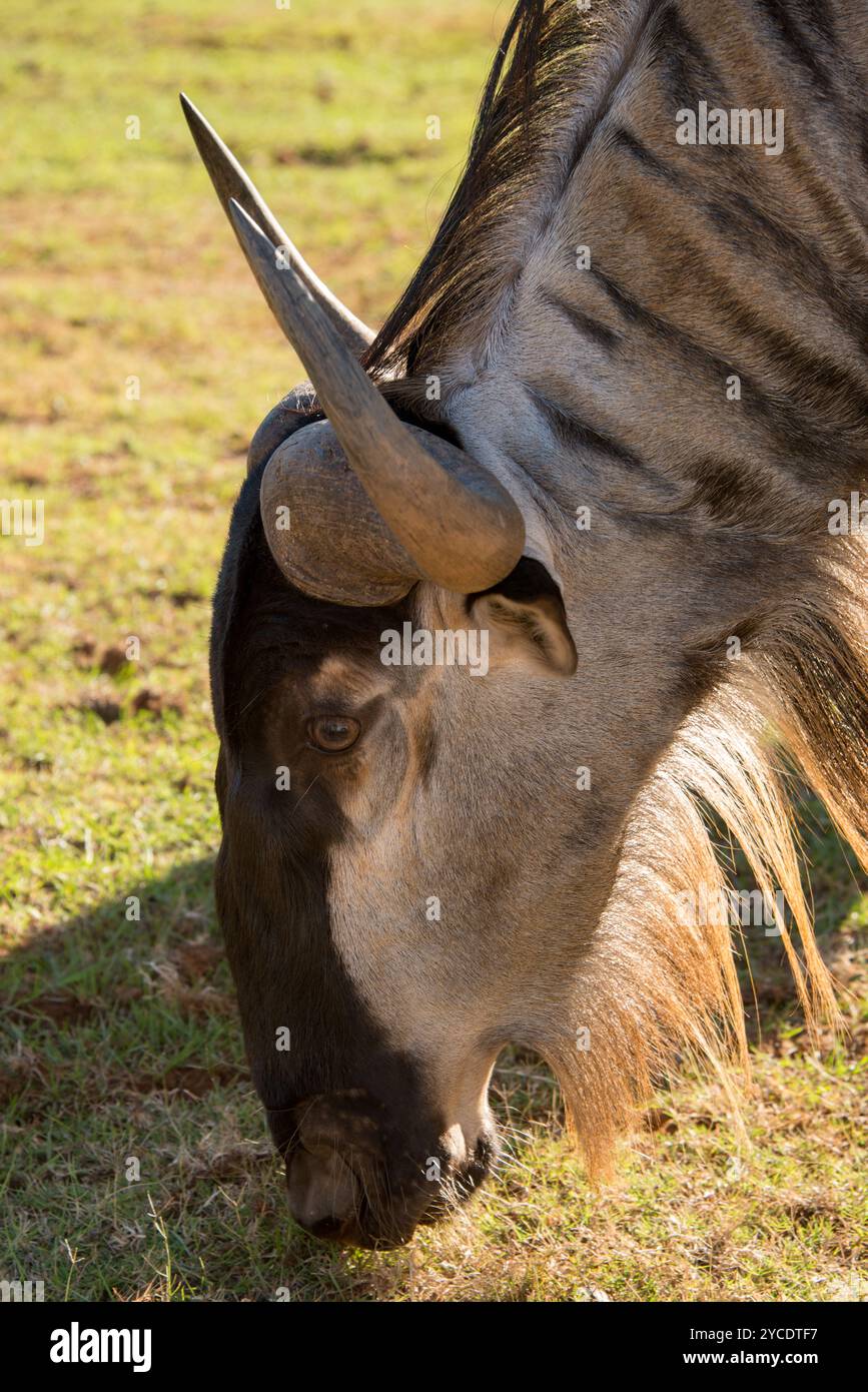 Closeup wildebeest horns hi-res stock photography and images - Alamy