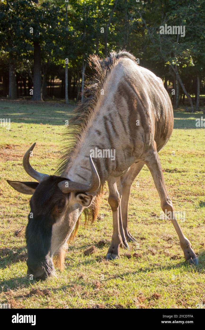 Closeup wildebeest horns hi-res stock photography and images - Alamy