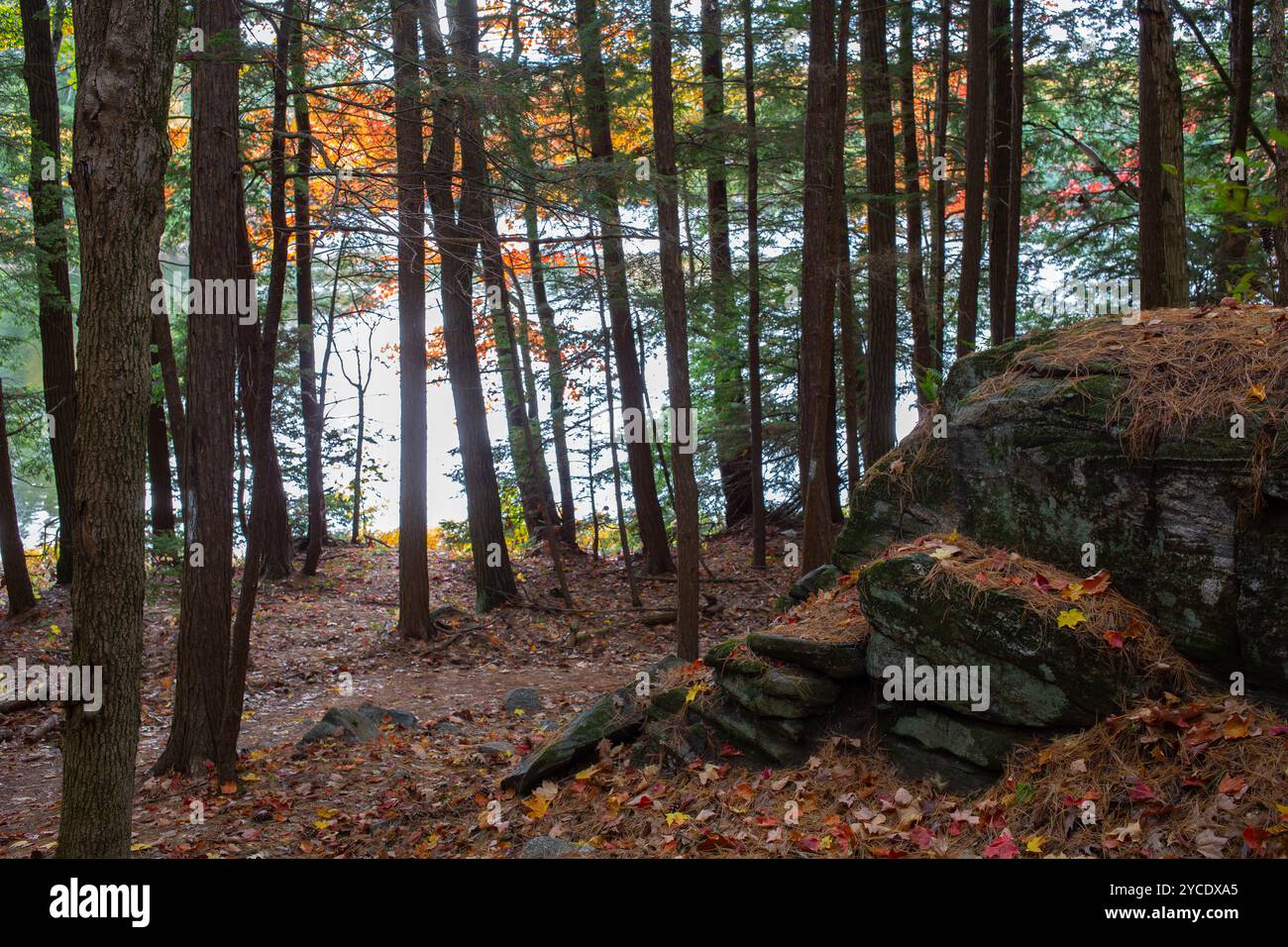 Northern forest landscape with rocks in wild deep forest Stock Photo ...