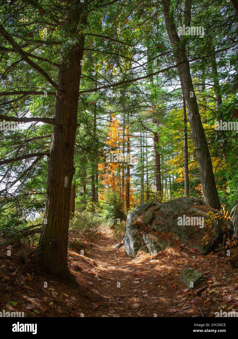 Northern forest landscape with rocks in wild deep forest Stock Photo ...