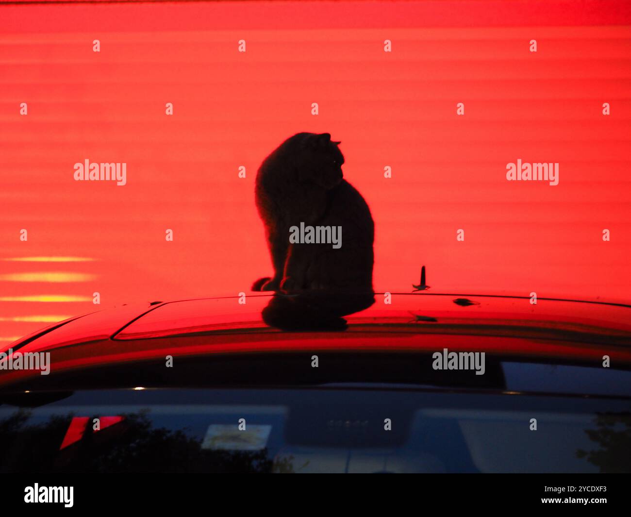 Cat sitting on the roof of a car at night, back lighted by red light ...