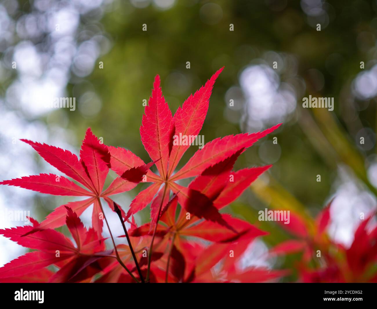 Red acer palmatum (palmate maple, Japanese maple) leaves against green ...