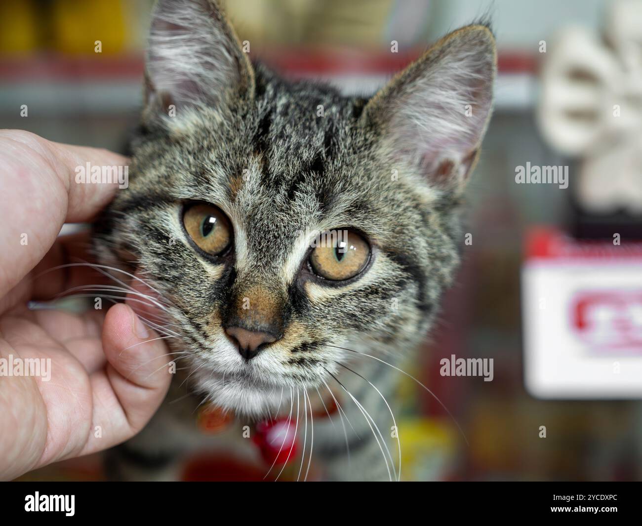 Cute tabby kitty enjoying caresses of his human Stock Photo - Alamy