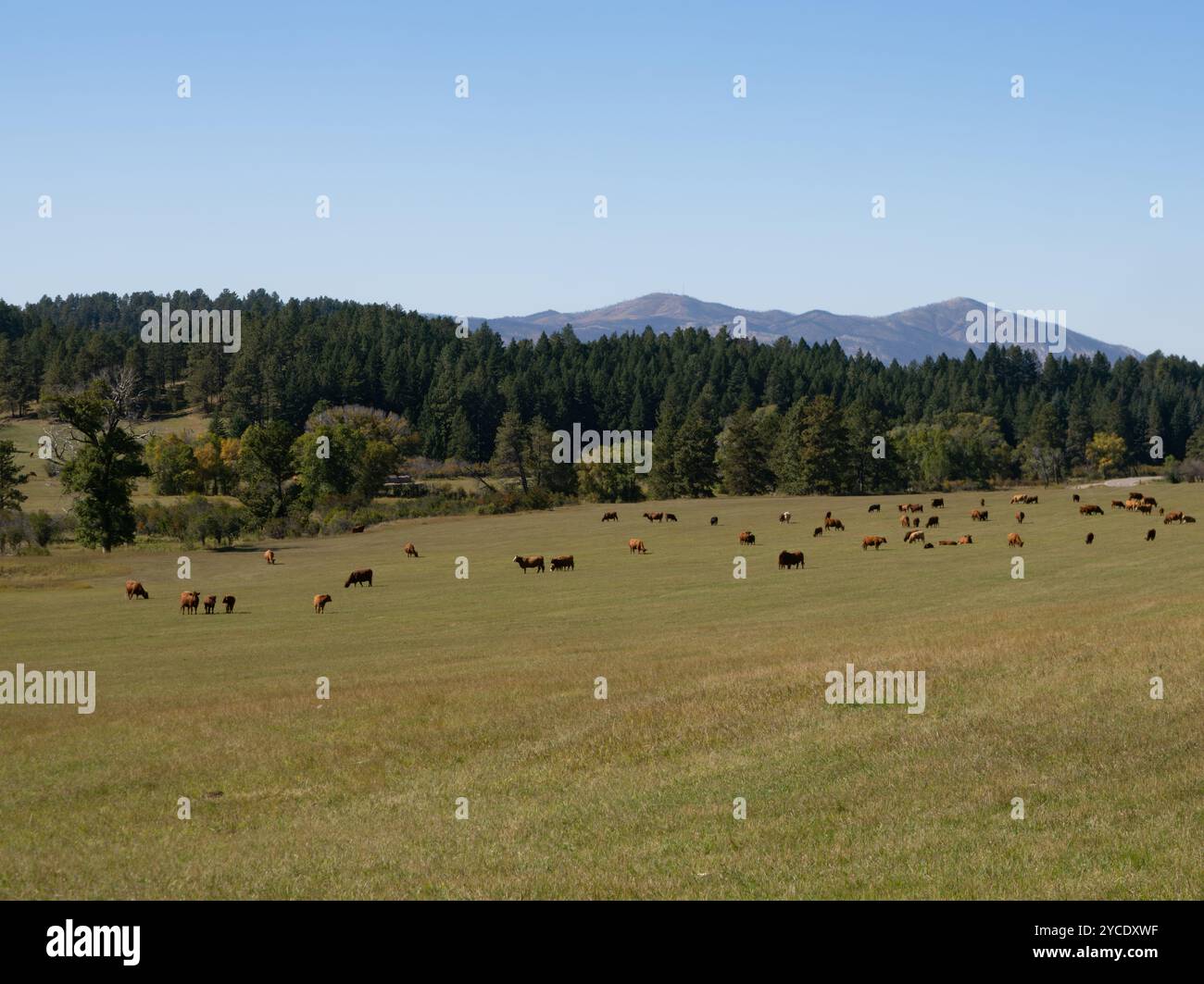 Judith mountains hi-res stock photography and images - Alamy