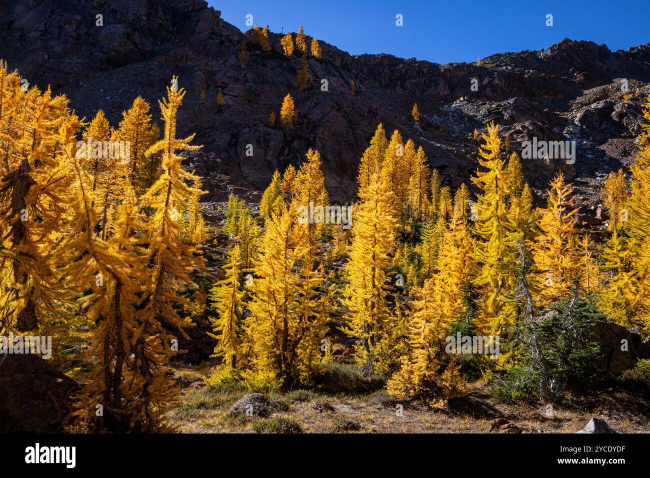 WA25780-00...WASHINGTON - Larch trees in fall color lining the Ingalls ...