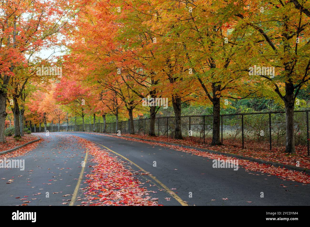 Road partially covered with leaves hi-res stock photography and images ...