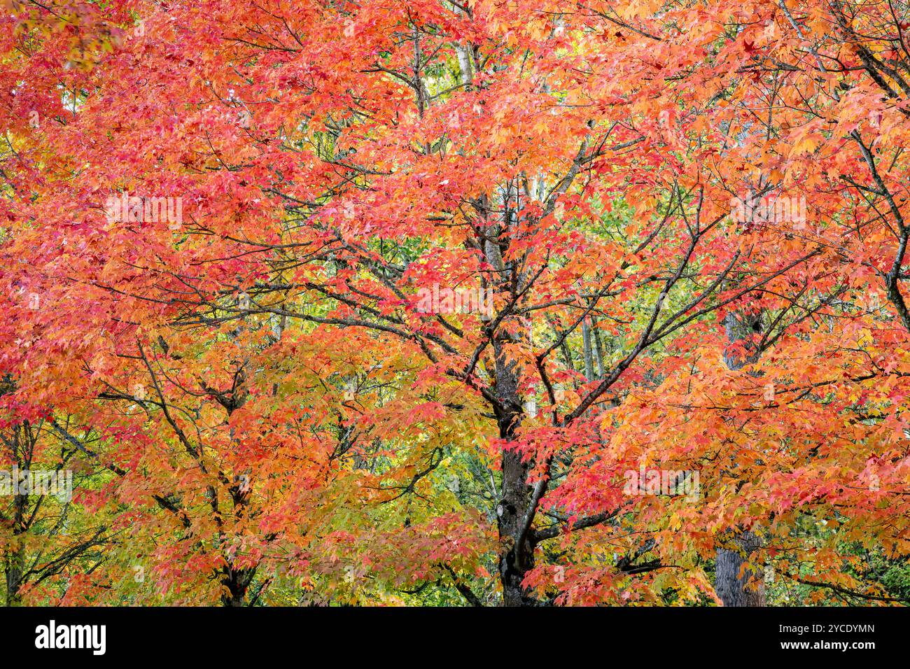 WA25791-00...WASHINGTON - Maple tree in fall colors at Gene Coulon Memorial Park in Renton Stock ...