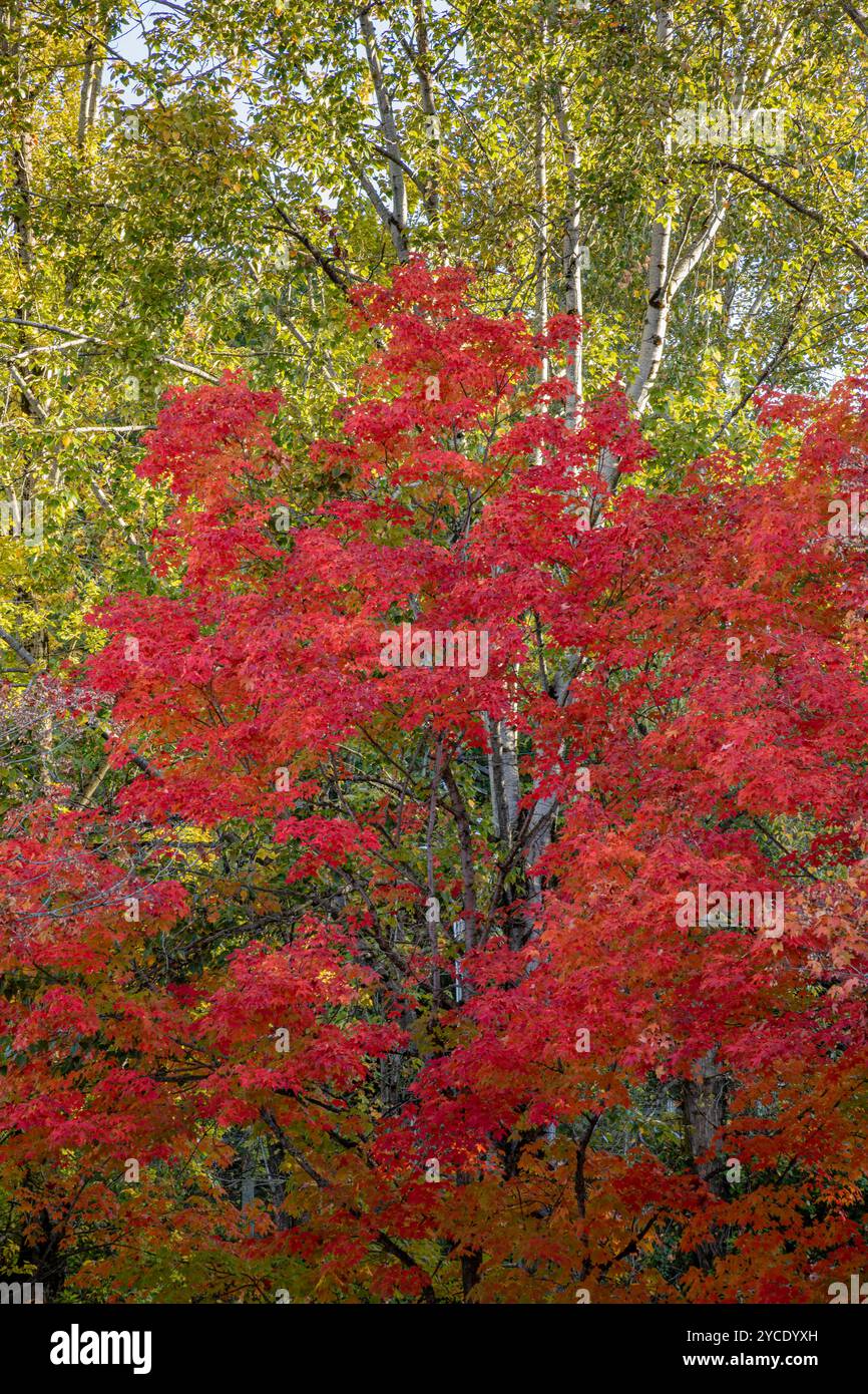 WA25799-00...WASHINGTON - Leaves with fall colors on a maple tree, at Gene Coulon Memorial Beach ...