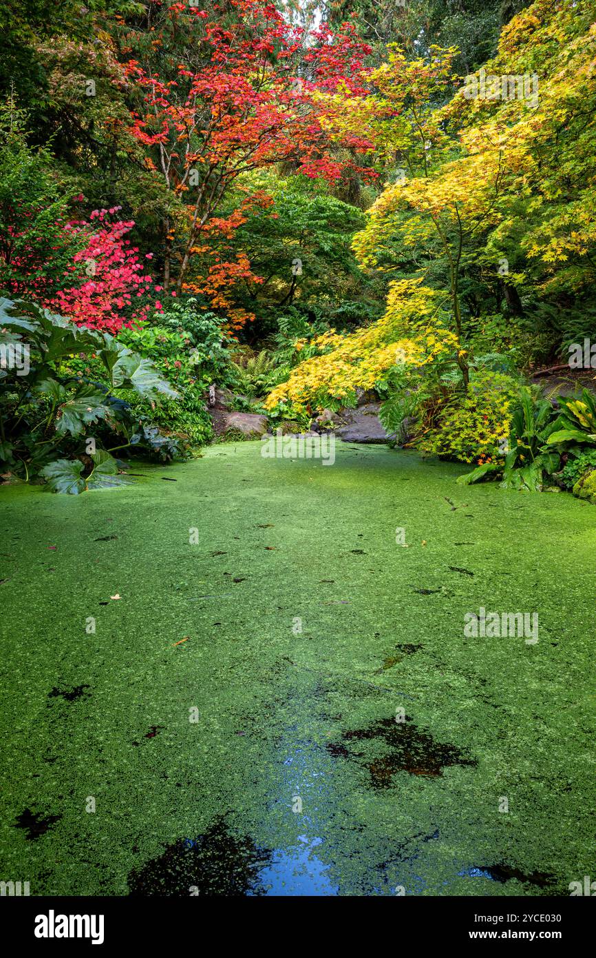 Colorful scum hi-res stock photography and images - Alamy