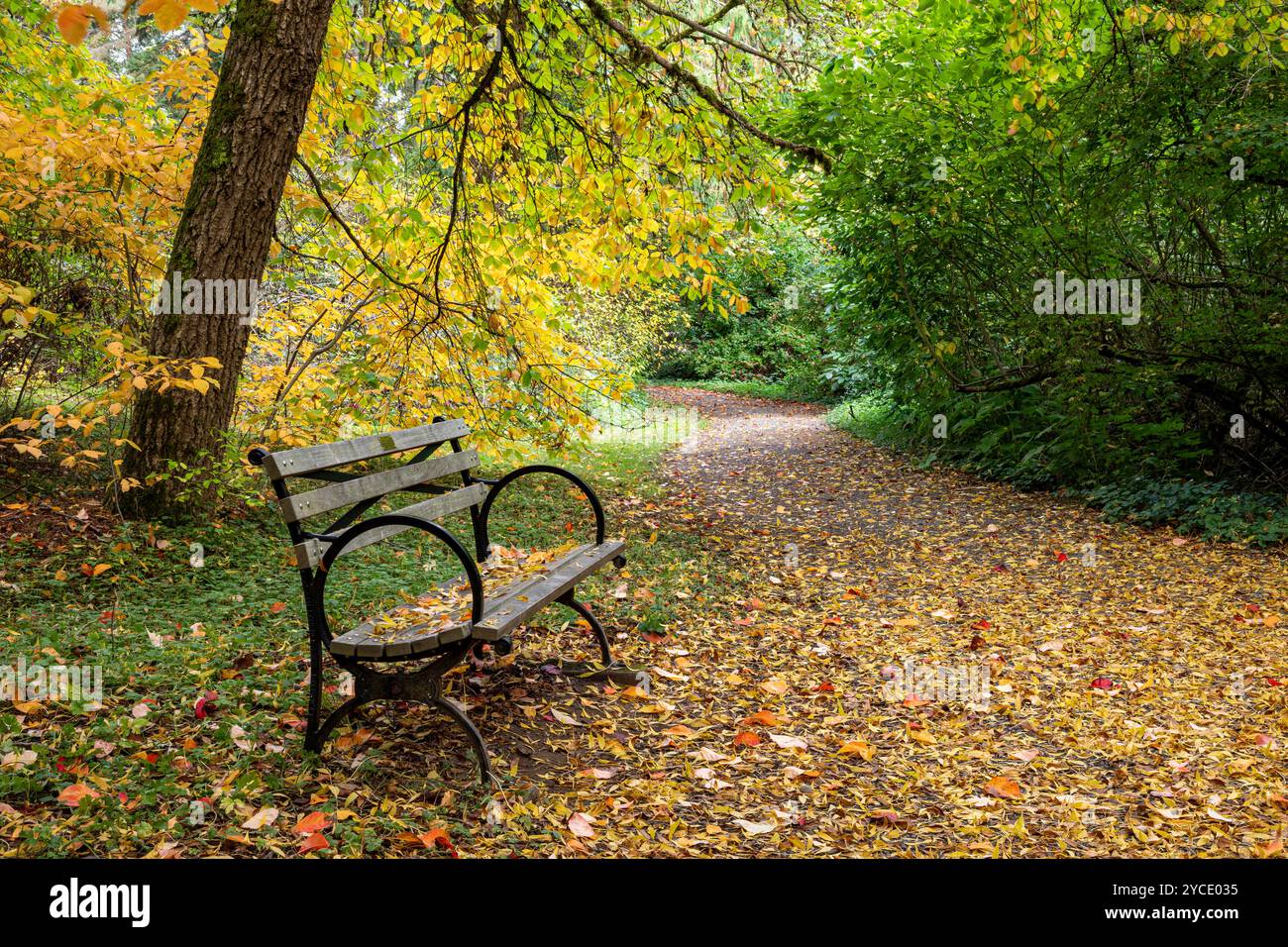 WA25808-00...WASHINGTON - A bench and fallen leaves on a trail in the ...