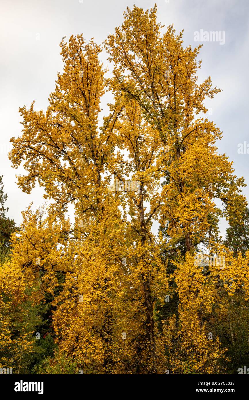 WA25811-00...WASHINGTON - Trees in brilliant fall color at the Washington Park Arboretum in ...