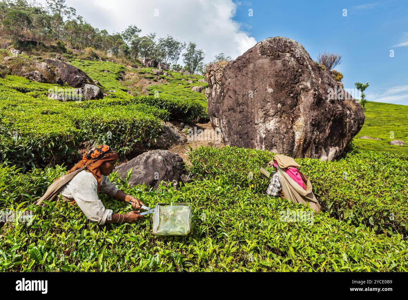 Indian women harvest tea leaves at tea plantation at Munnar Stock Photo ...