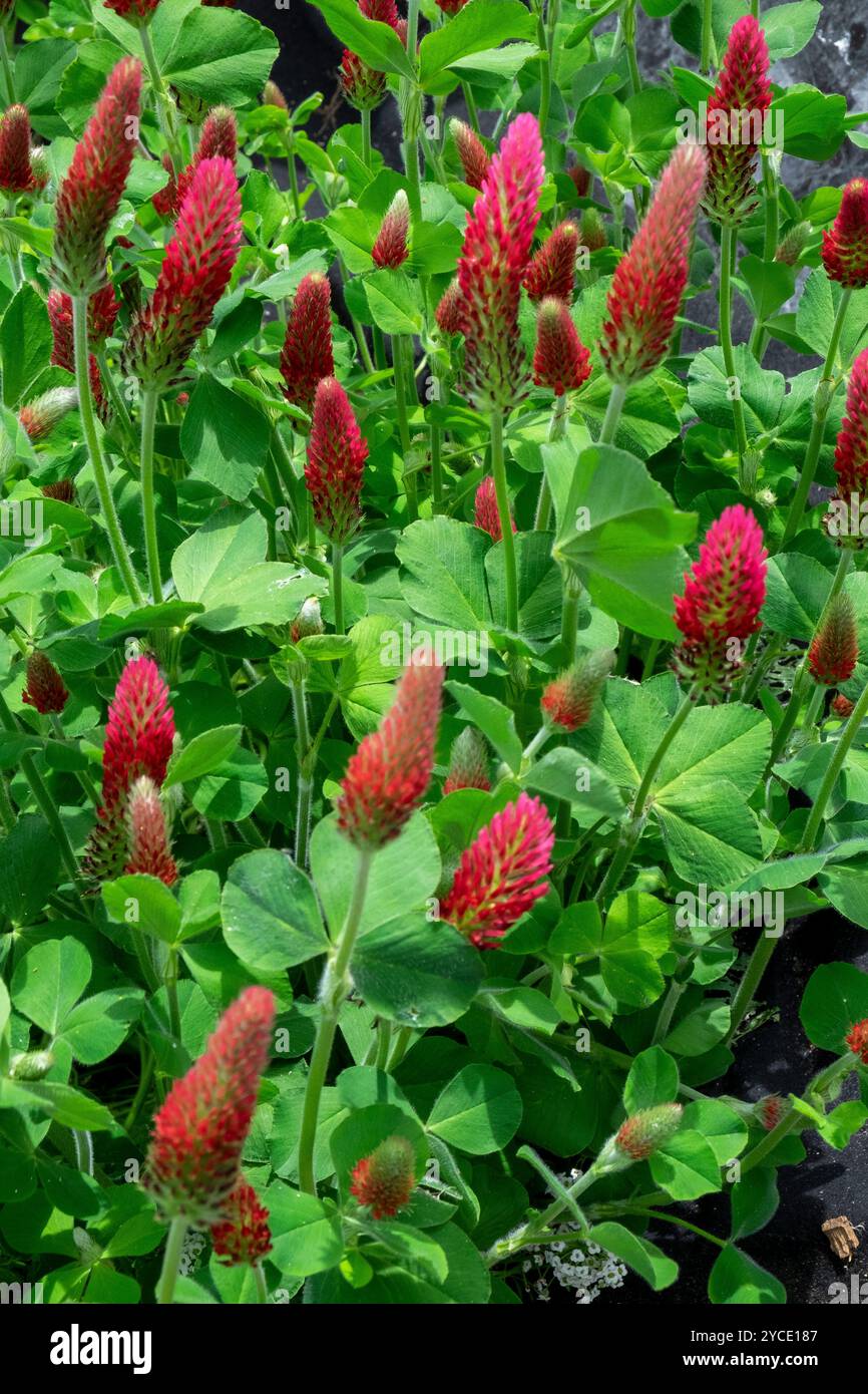 Red clover bee hi-res stock photography and images - Alamy