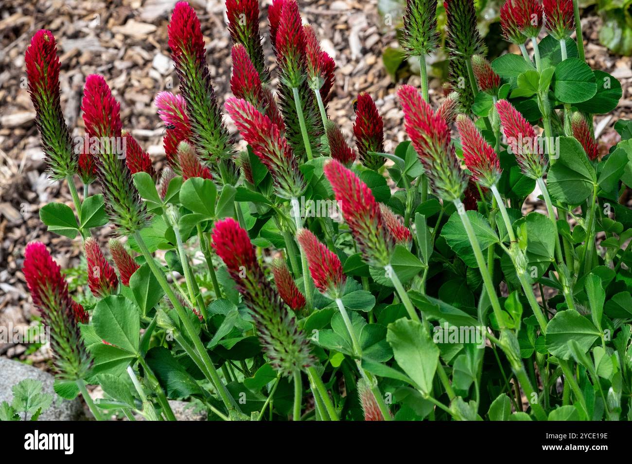 Red clover bee hi-res stock photography and images - Alamy