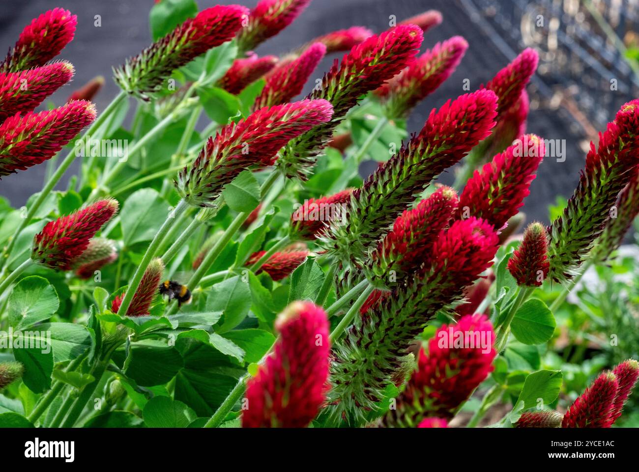 Red clover bee hi-res stock photography and images - Alamy