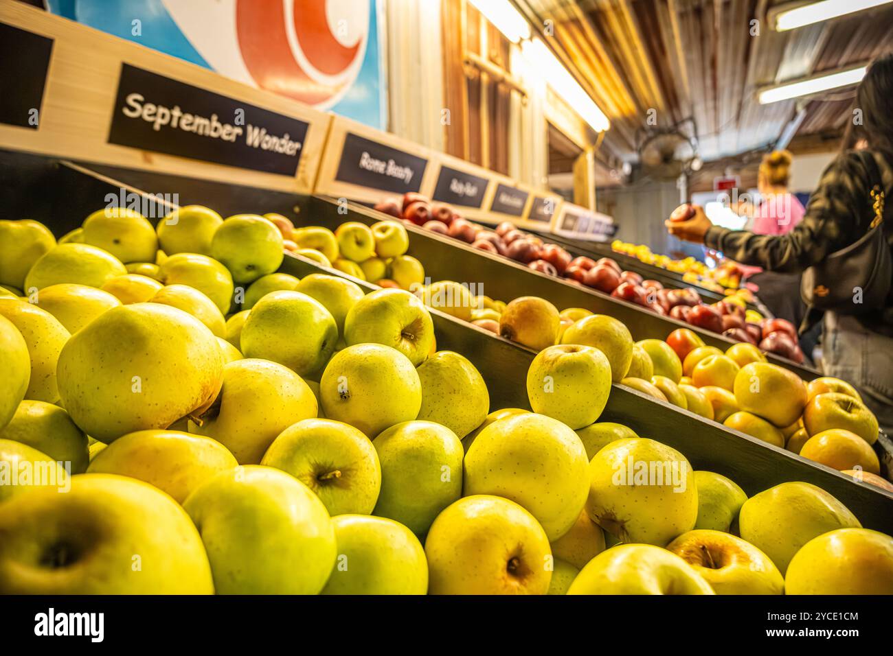 Fresh picked apples at B.J. Reece Orchards in Ellijay, Georgia. (USA ...