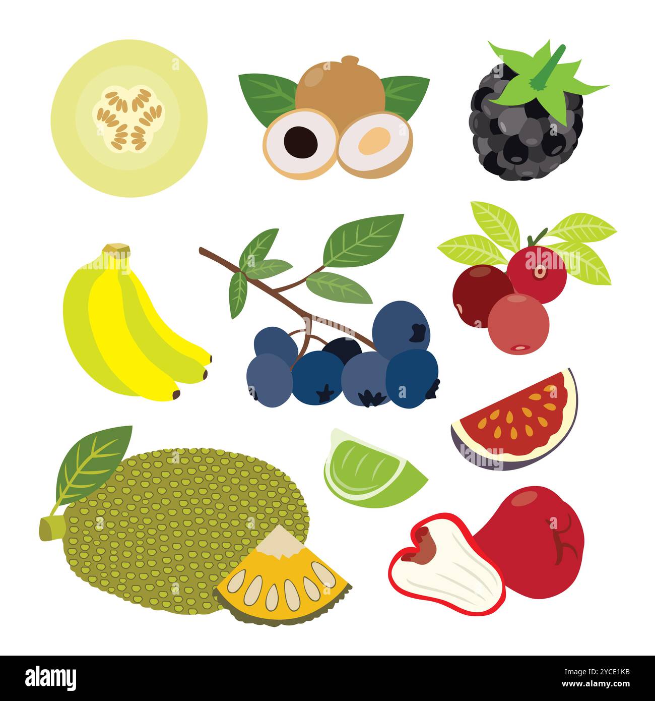 Tropical exotic fruit jackfruit Stock Vector Images - Alamy