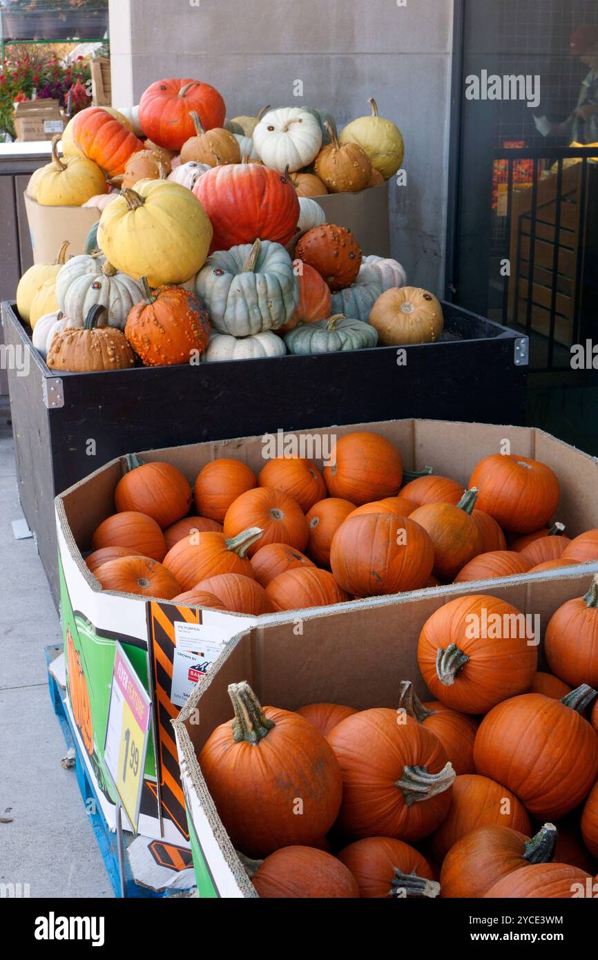 Bins of pumpkins hi-res stock photography and images - Alamy