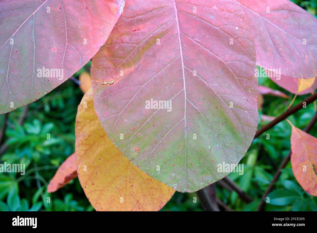 Cotinus obovatus autumn colour hi-res stock photography and images - Alamy