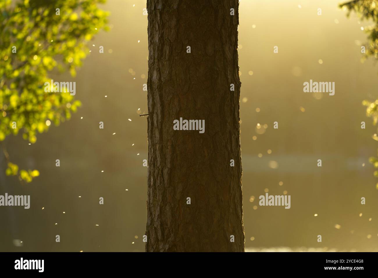 Insects flying around a tree trunk, backlit by early morning light ...