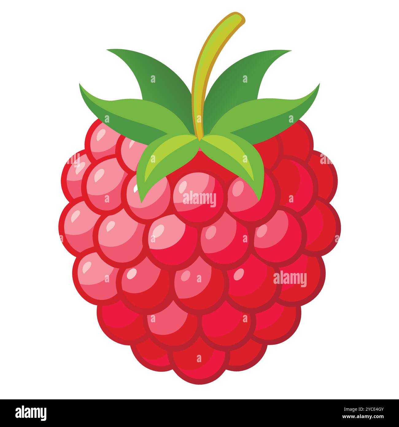 European red raspberry isolated on white background. Rubus idaeus. Pink ...