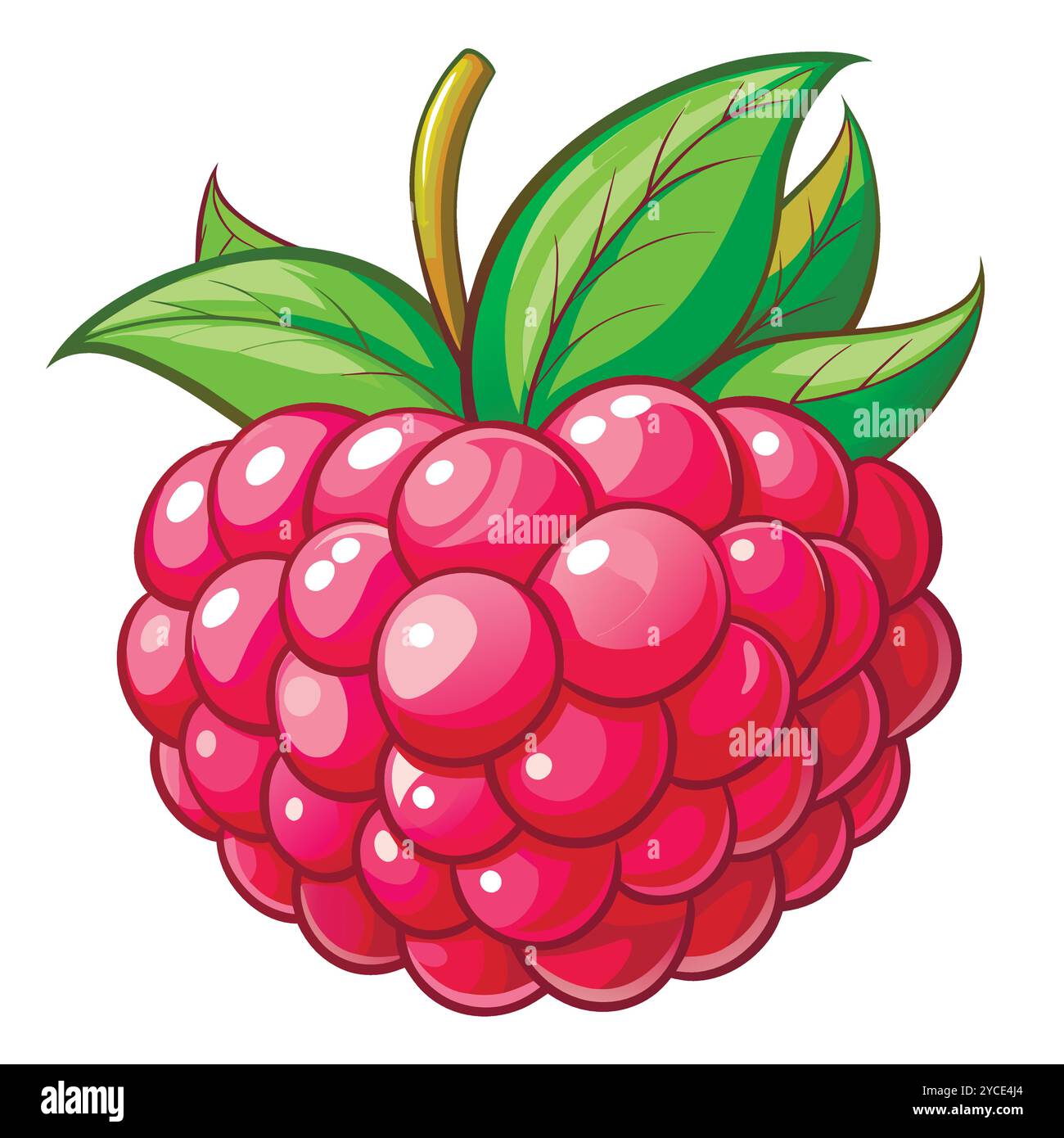 European red raspberry isolated on white background. Rubus idaeus. Pink ...