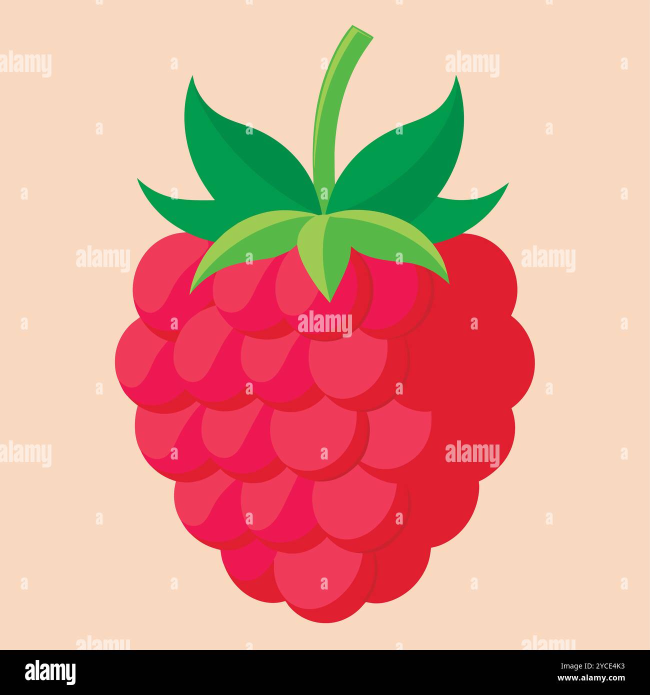 European red raspberry isolated on white background. Rubus idaeus. Pink ...